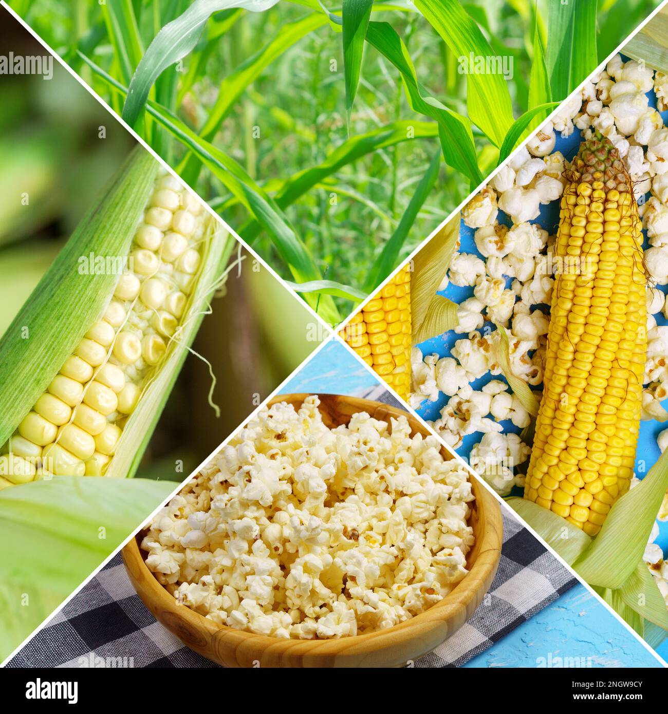 Corn, banner background, collage. A collection of corn. Harvest food ...