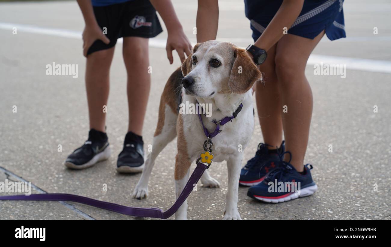 Drumstick dash hi-res stock photography and images - Alamy
