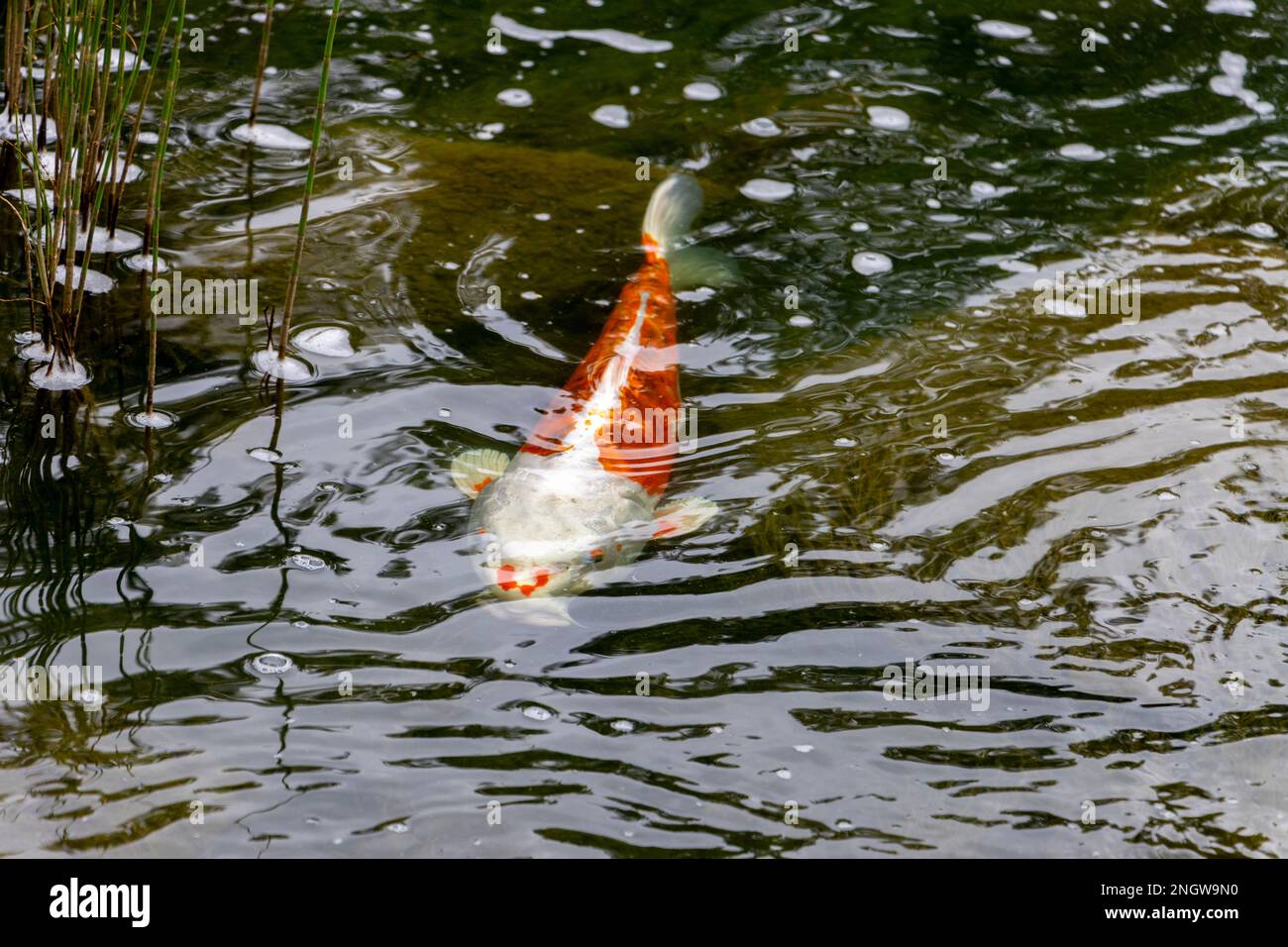 orange and white koi fish Stock Photo - Alamy