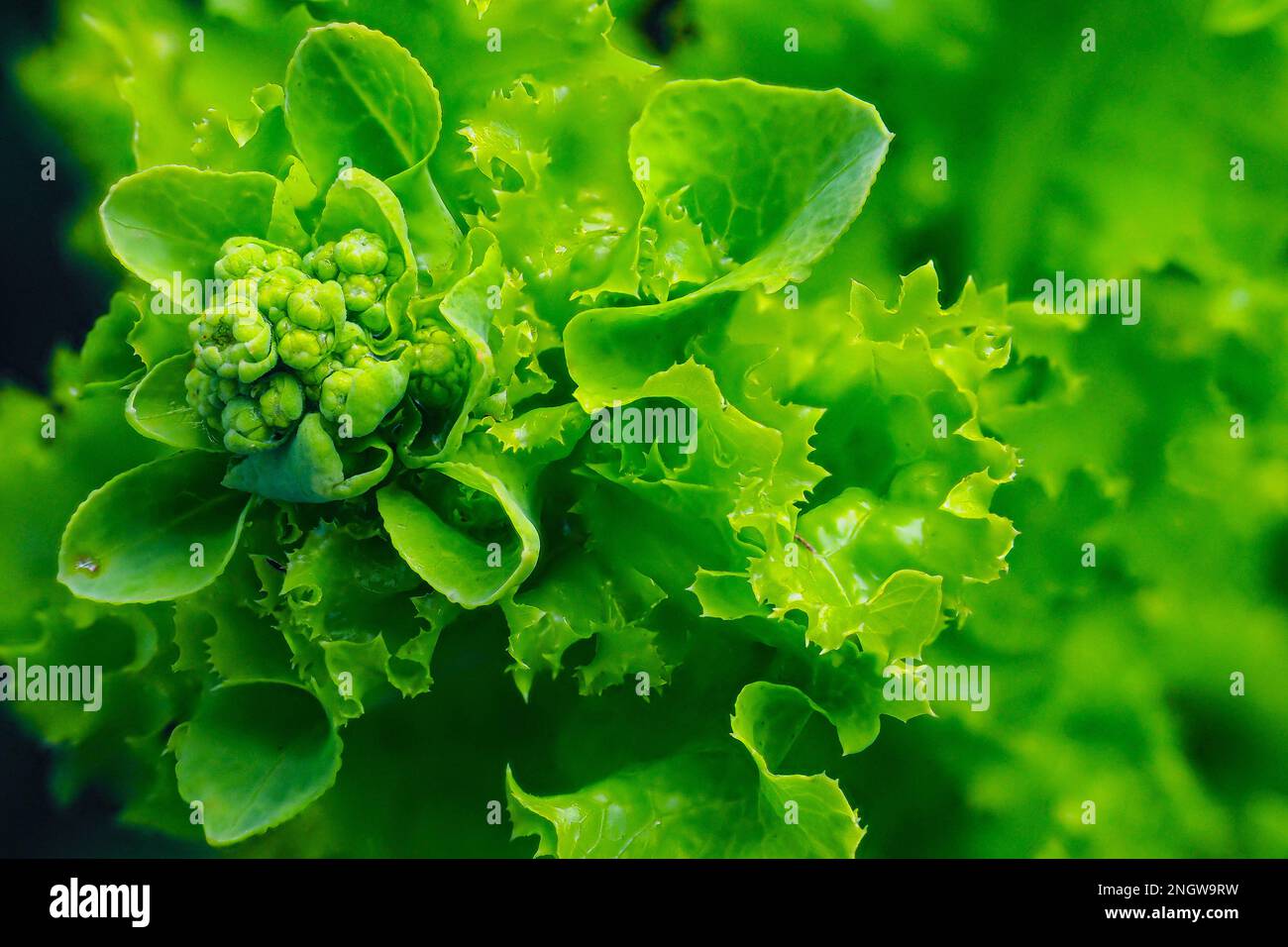 This is close-up of green Peking cabbage leaves. Fresh natural ...