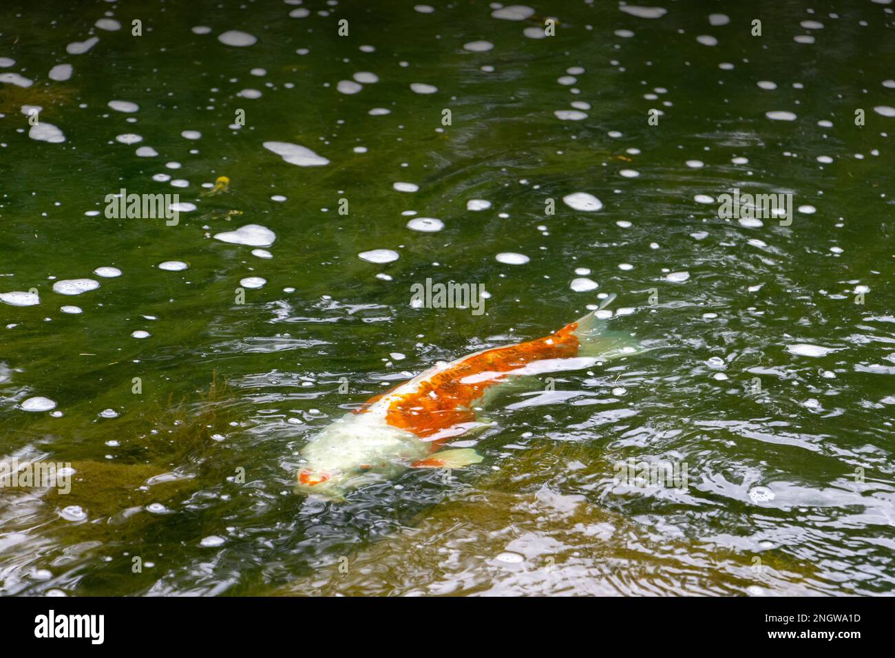 orange and white koi fish Stock Photo - Alamy