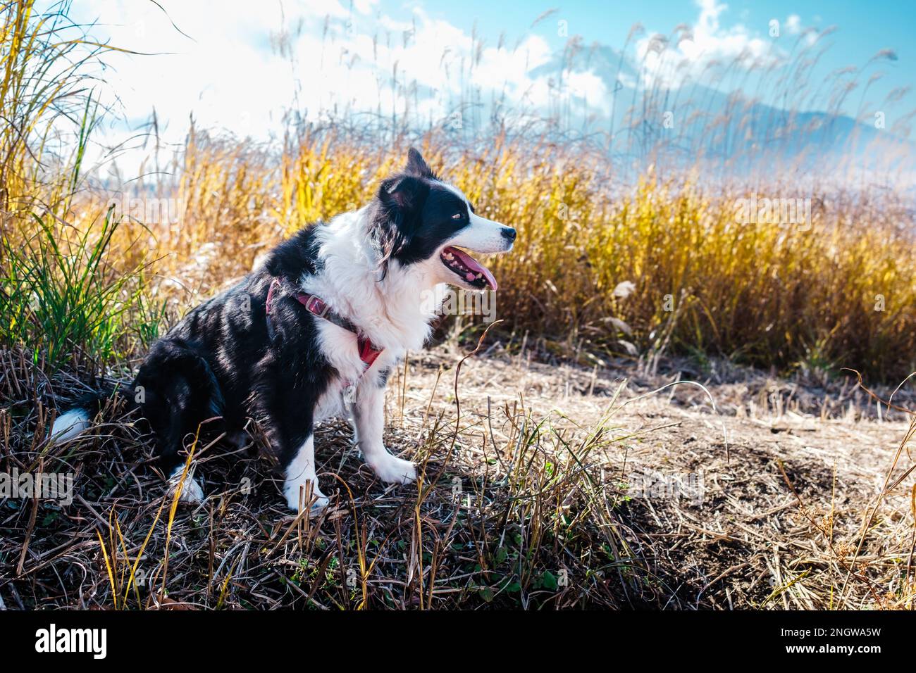 She is taking a well-deserved break in the shade of tall pampas grass ...