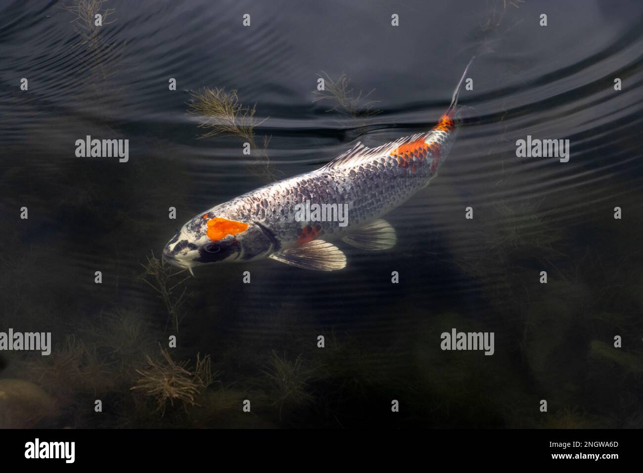orange and white koi fish Stock Photo - Alamy