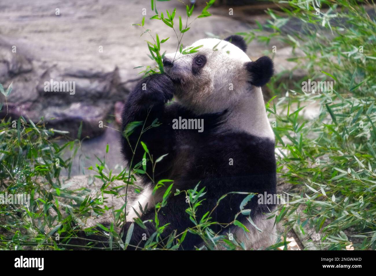 Tokyo. 19th Feb, 2023. This photo taken on Feb. 19, 2023 shows giant ...