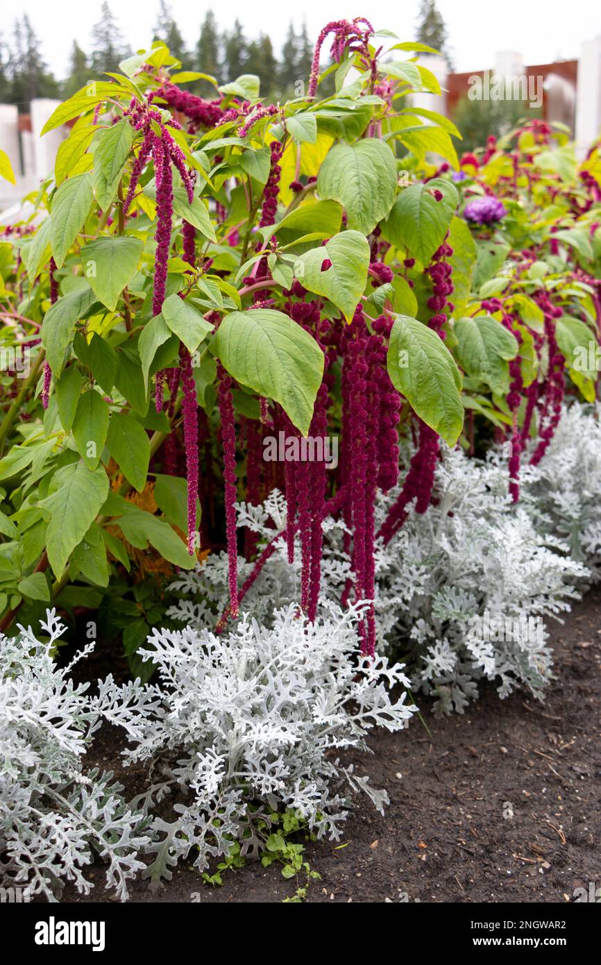 Bright colourful beautiful flowers hi-res stock photography and images ...