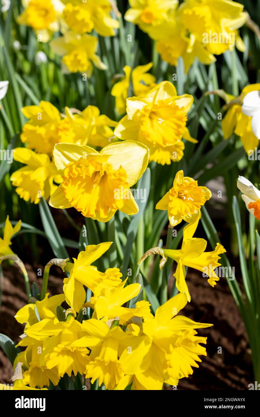 Bright vibrant colour hi-res stock photography and images - Alamy