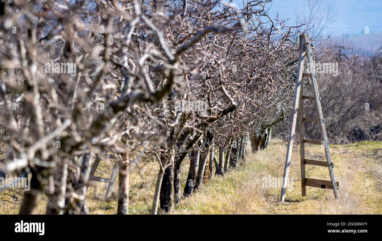 ladder in an orchard,prepared for pruning apple trees Stock Photo - Alamy