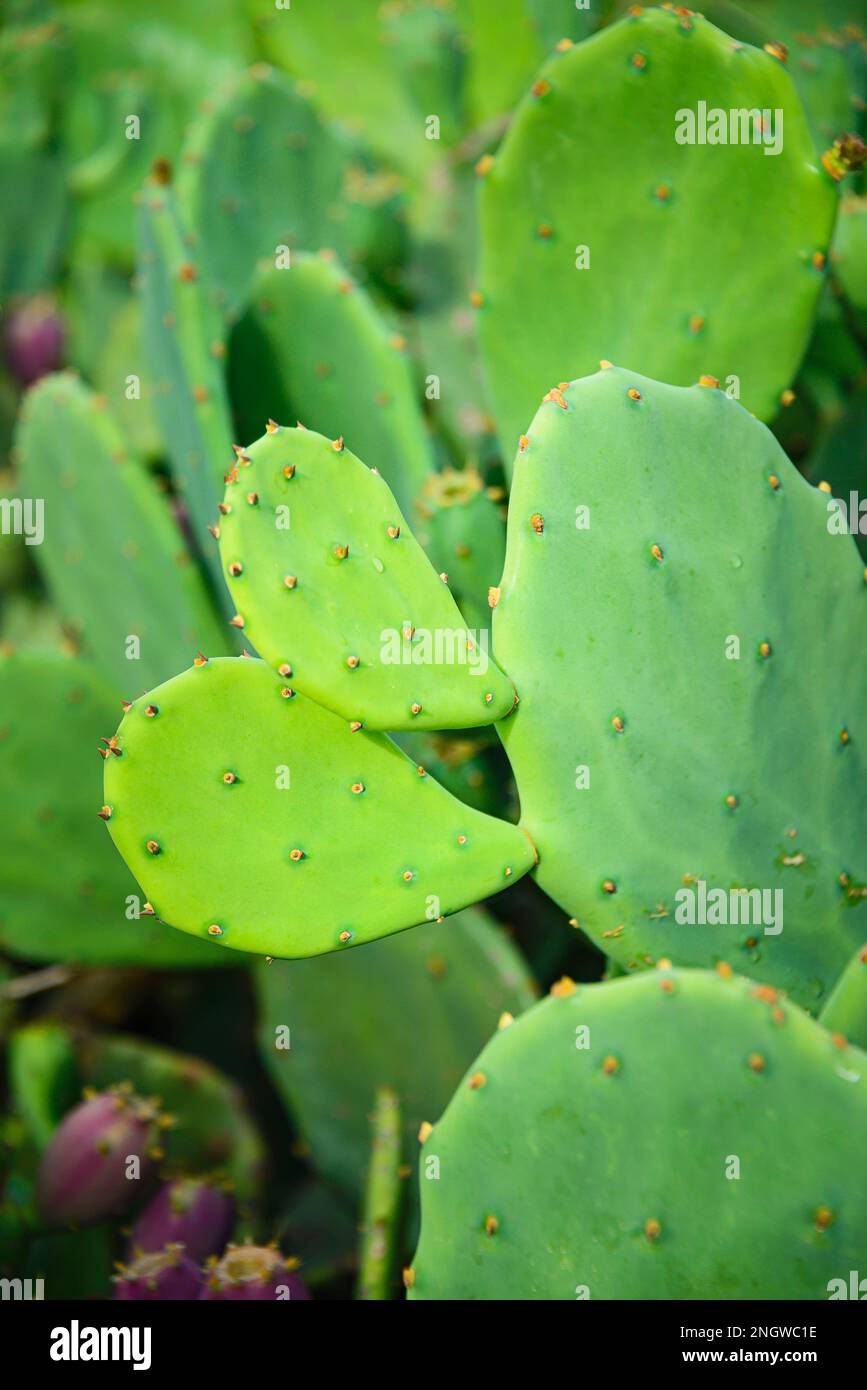 Prickly pear cactus or Indian fig opuntia with purple red fruits Stock ...