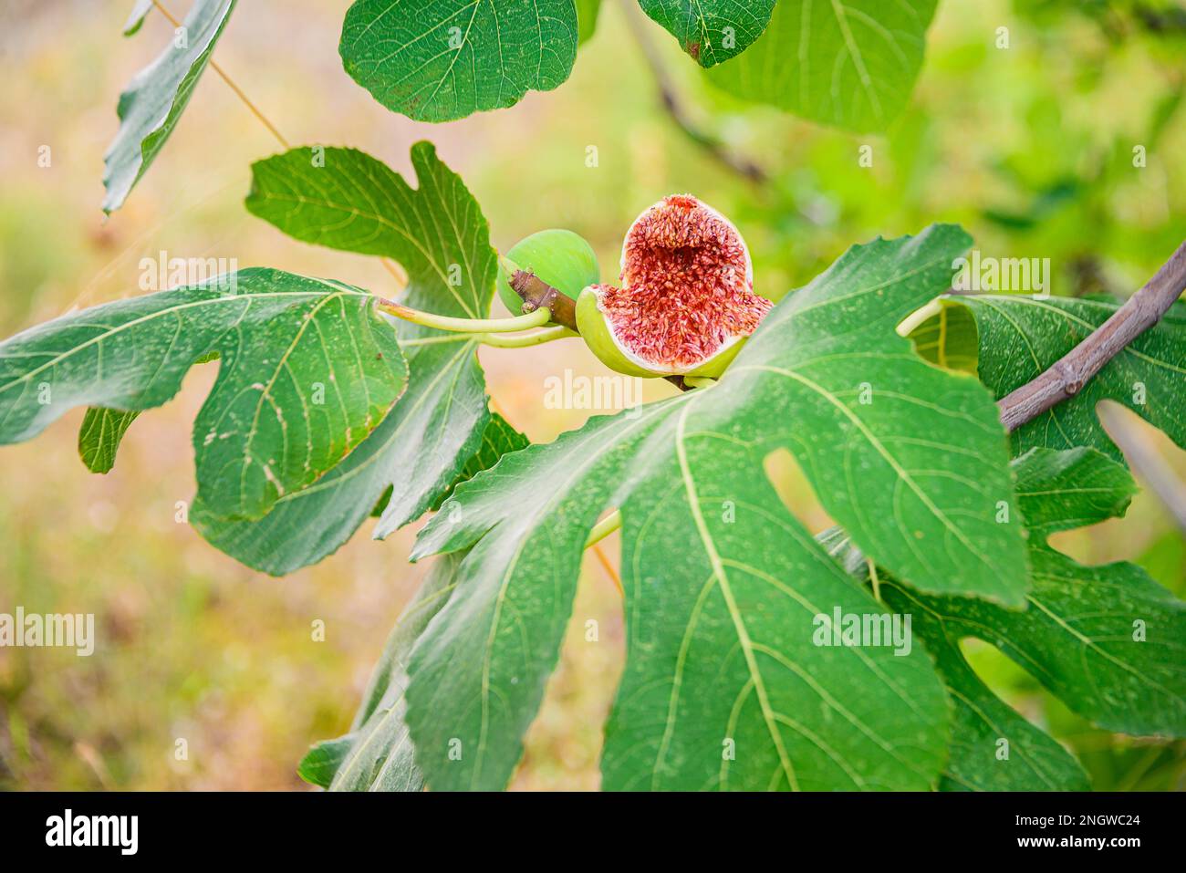 Fif leaf hi-res stock photography and images - Alamy