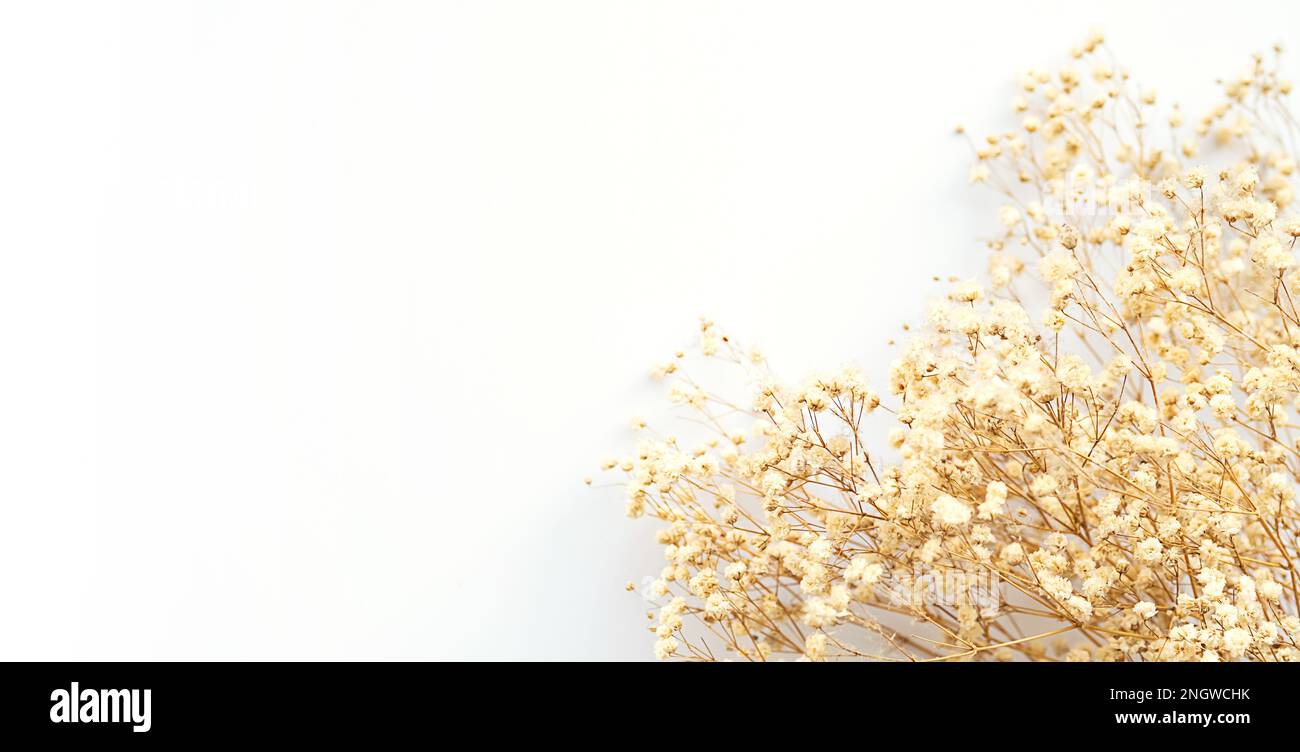 Dried reed plants hi-res stock photography and images - Alamy