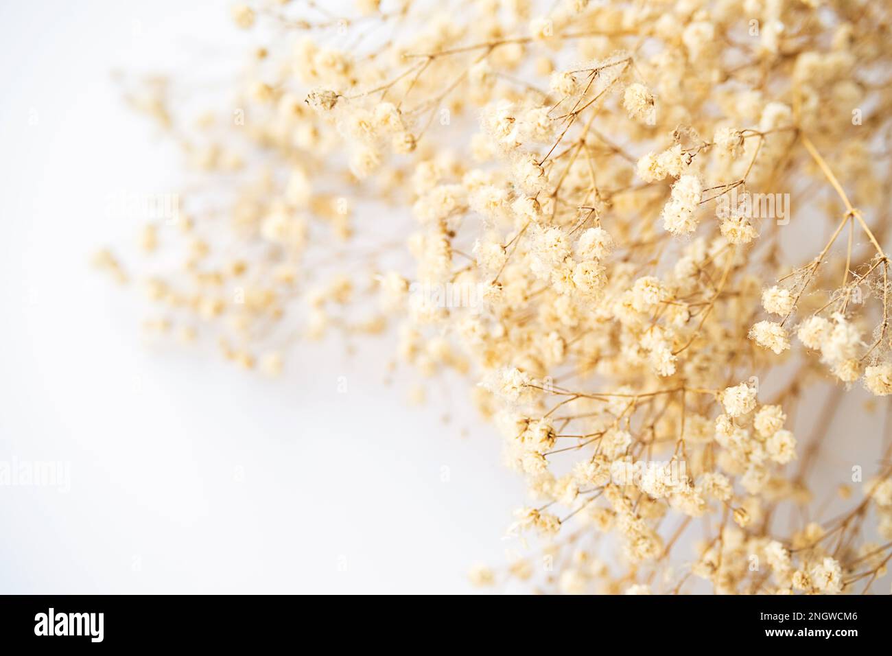 Fluffy plants hi-res stock photography and images - Alamy