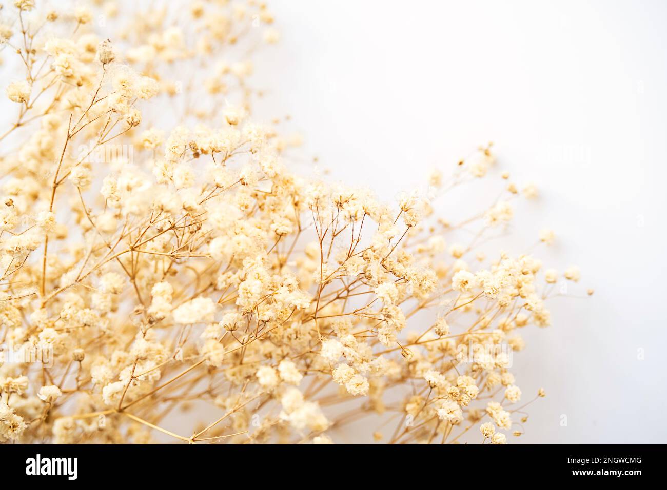 Dried fluffy plants, close up Stock Photo - Alamy