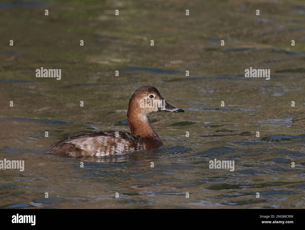 Common Pochard (Aythya ferina) adult female on coastal lagoon Algarve ...