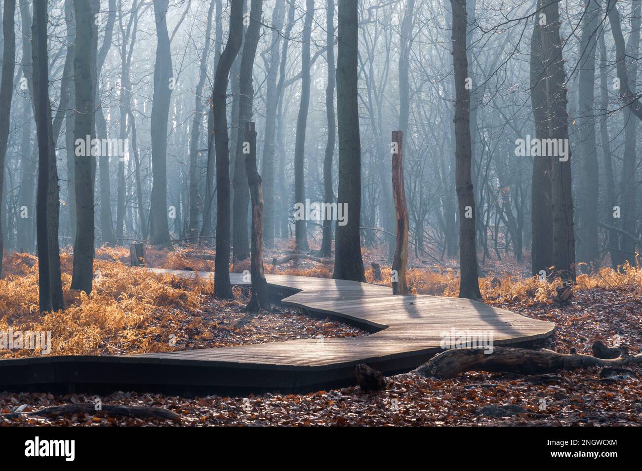 Wood plank path hi-res stock photography and images - Alamy