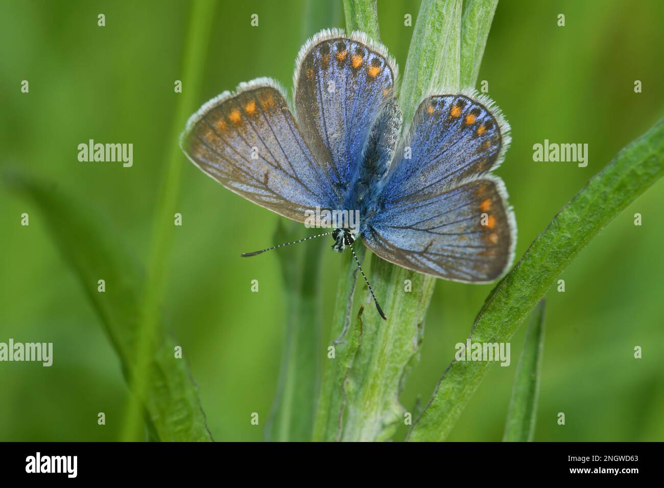 Natural closeup on the small and colorful Icarus blue butterfly ...