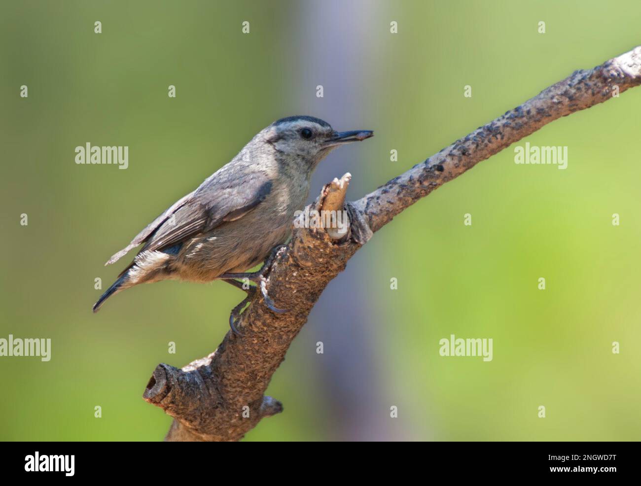 Chinese Boomklever met voer; Chinese Nuthatch (Sitta villosa) with food ...