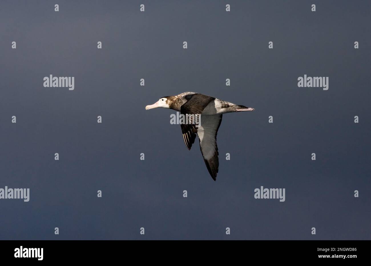 Tristan Albatross immature flying; Tristan Albatros onvolwassen ...
