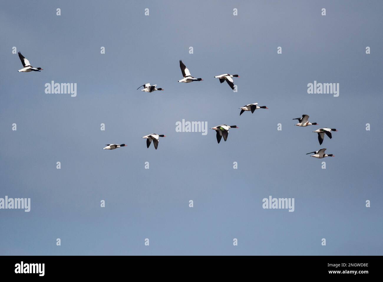 Bergeend groep vliegend; Common Shelduck flock flying Stock Photo - Alamy