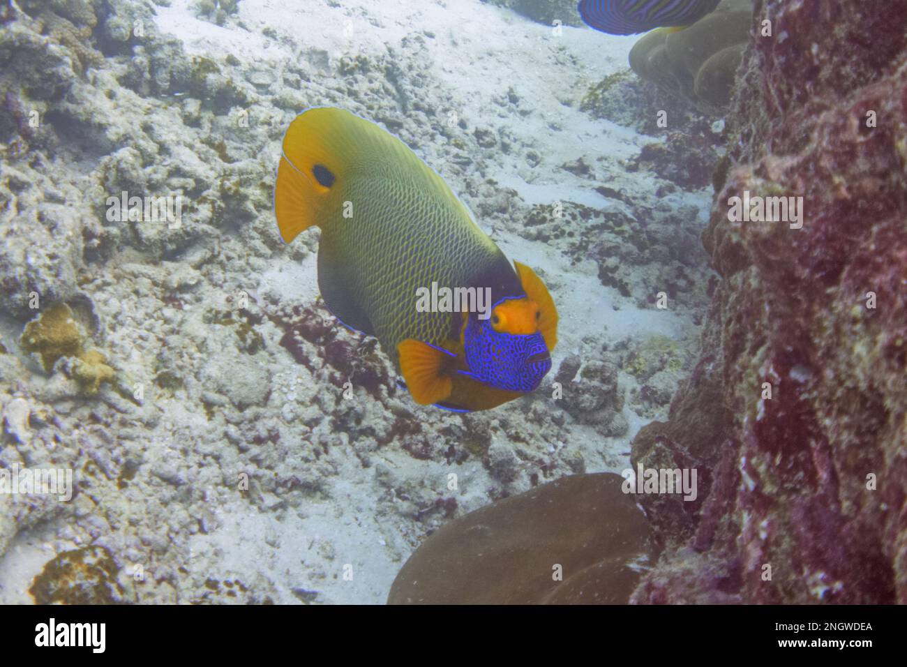 Blueface angelfish near coral reef. Pomacanthus xanthometopon Stock ...