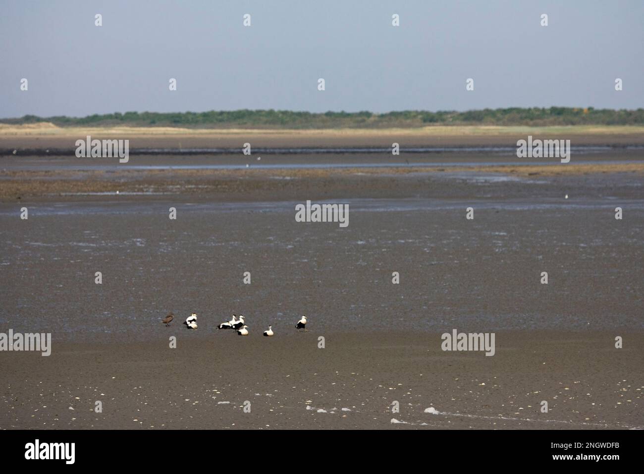 Waddenzee bij Schiermonnikoog; Wadden Sea at Schiermonnikoog Stock ...