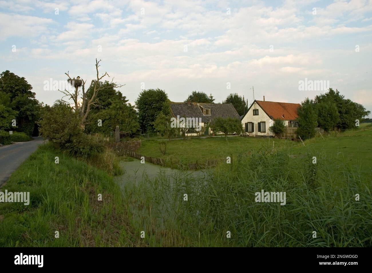 Dutch Farm with White Stork nest Vreeland Netherlands; Nederlandse ...