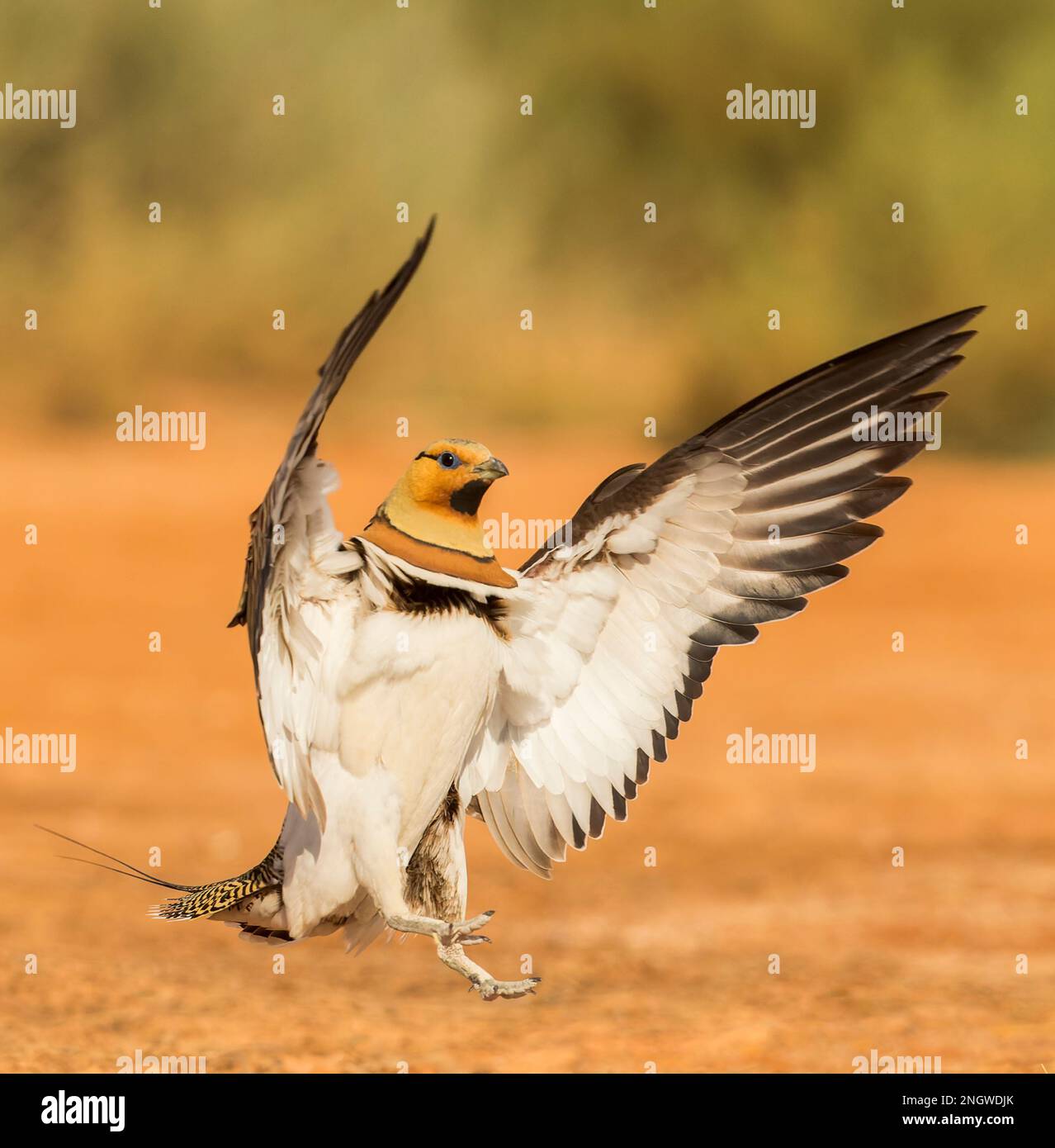 Adult Pin-tailed Sandgrouse (Pterocles alchata) on the steppes of ...