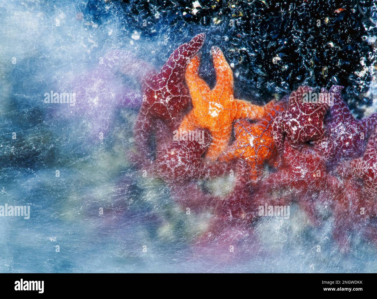 Starfish underwater pacific northwest hi-res stock photography and ...