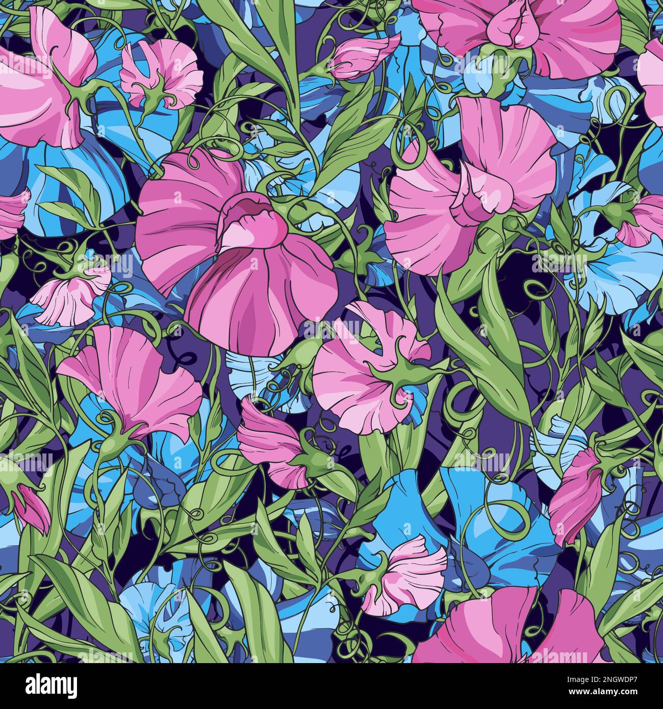 Blue and pink flowers sweet pea on a blue purple background, floral ...