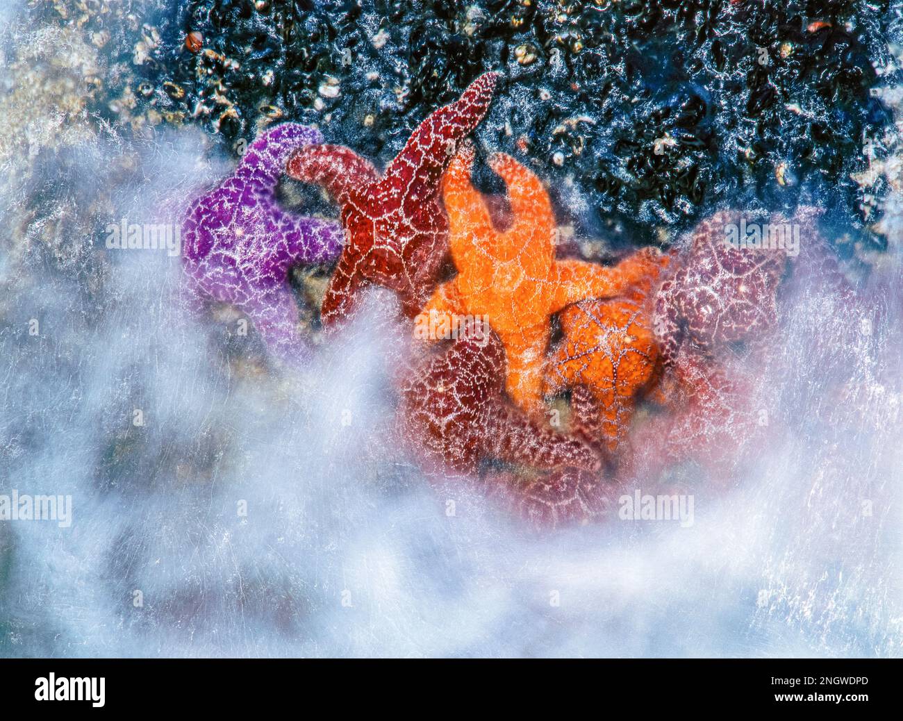 Starfish underwater pacific northwest hi-res stock photography and ...