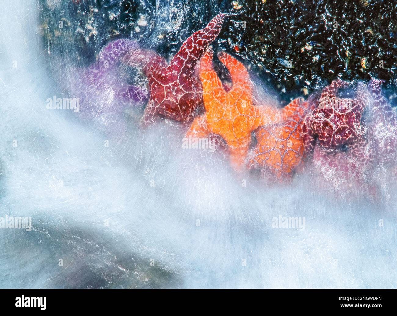 Washington starfish hi-res stock photography and images - Alamy