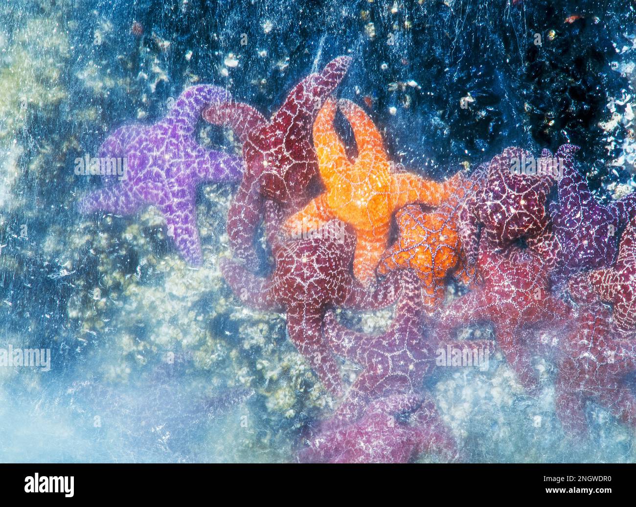 Washington starfish hi-res stock photography and images - Alamy