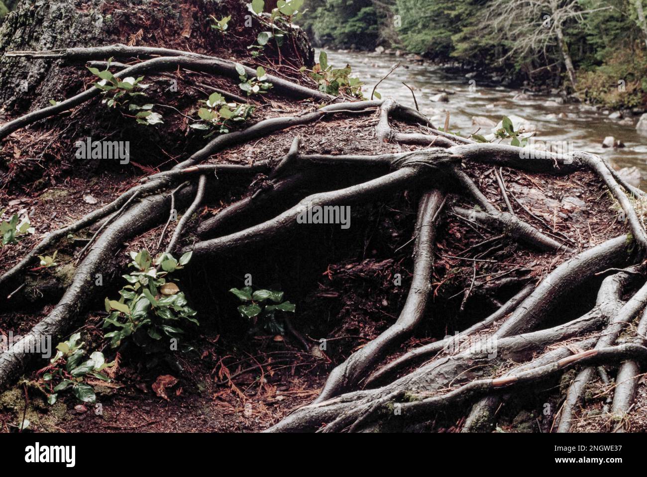 The roots of a pine tree Stock Photo - Alamy