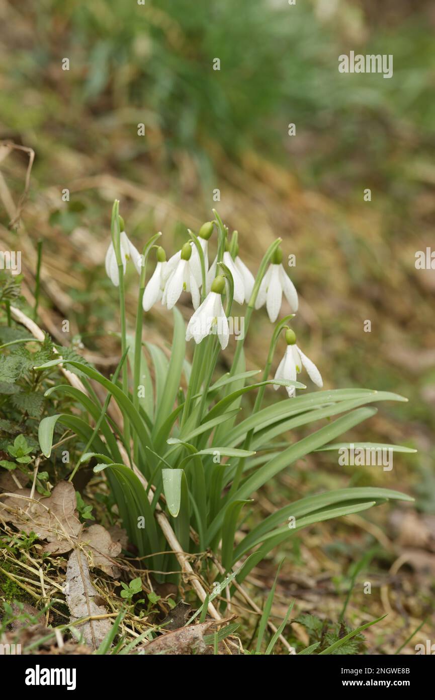Natural closeup on the early blossoming white snopdrop plant, Galanthus ...
