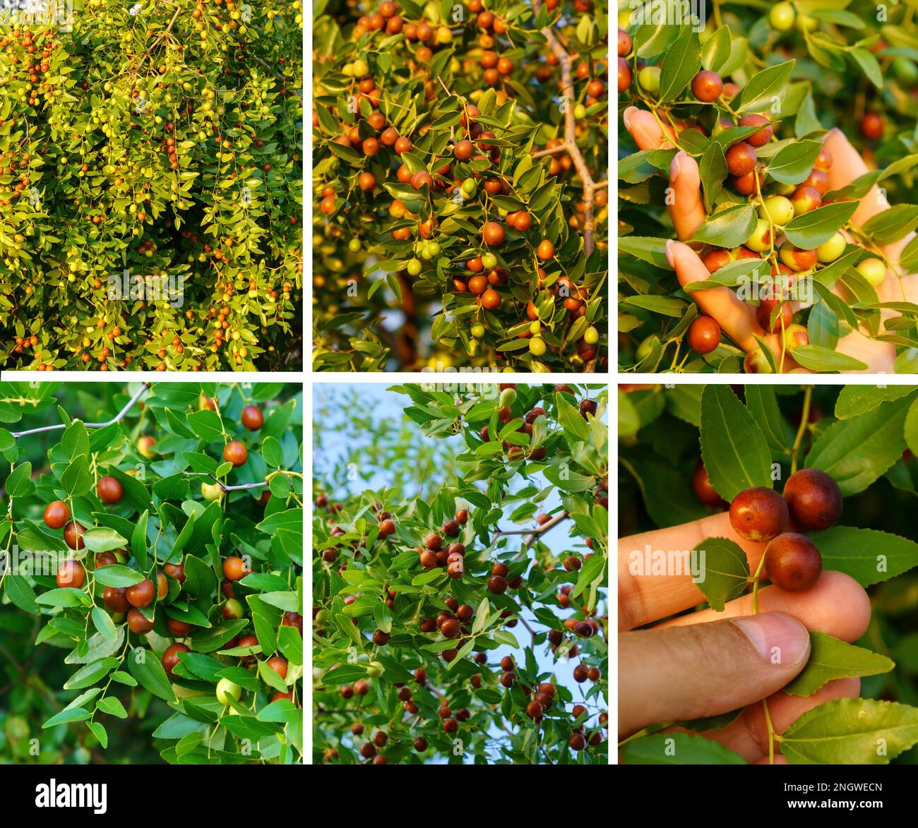 Fruits of jujube. Ziziphus jujuba. Ripe juicy jujube berries among ...