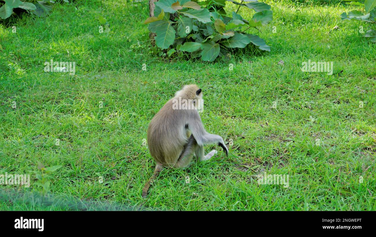 Female Gray langurs, also called Hanuman monkeys or Semnopithecus with ...