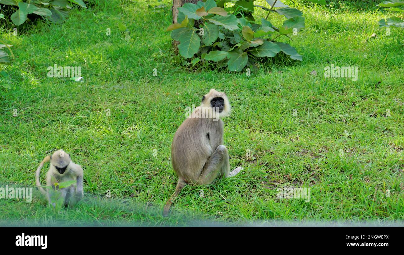Female Gray langurs, also called Hanuman monkeys or Semnopithecus with ...