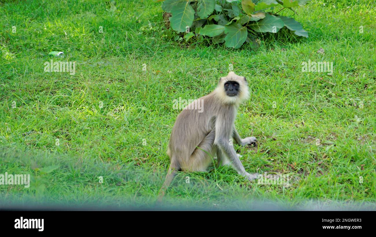 Female Gray langurs, also called Hanuman monkeys or Semnopithecus with ...