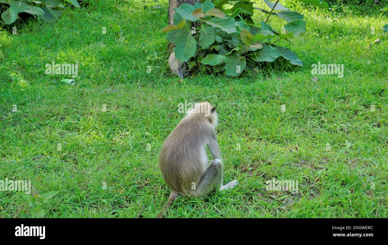 Female Gray langurs, also called Hanuman monkeys or Semnopithecus with ...