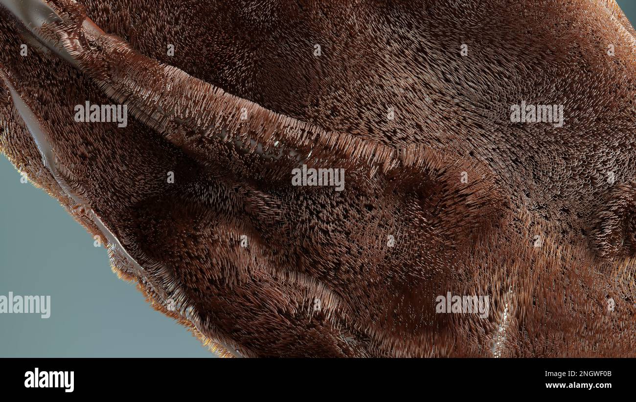 Fiber hair hi-res stock photography and images - Alamy