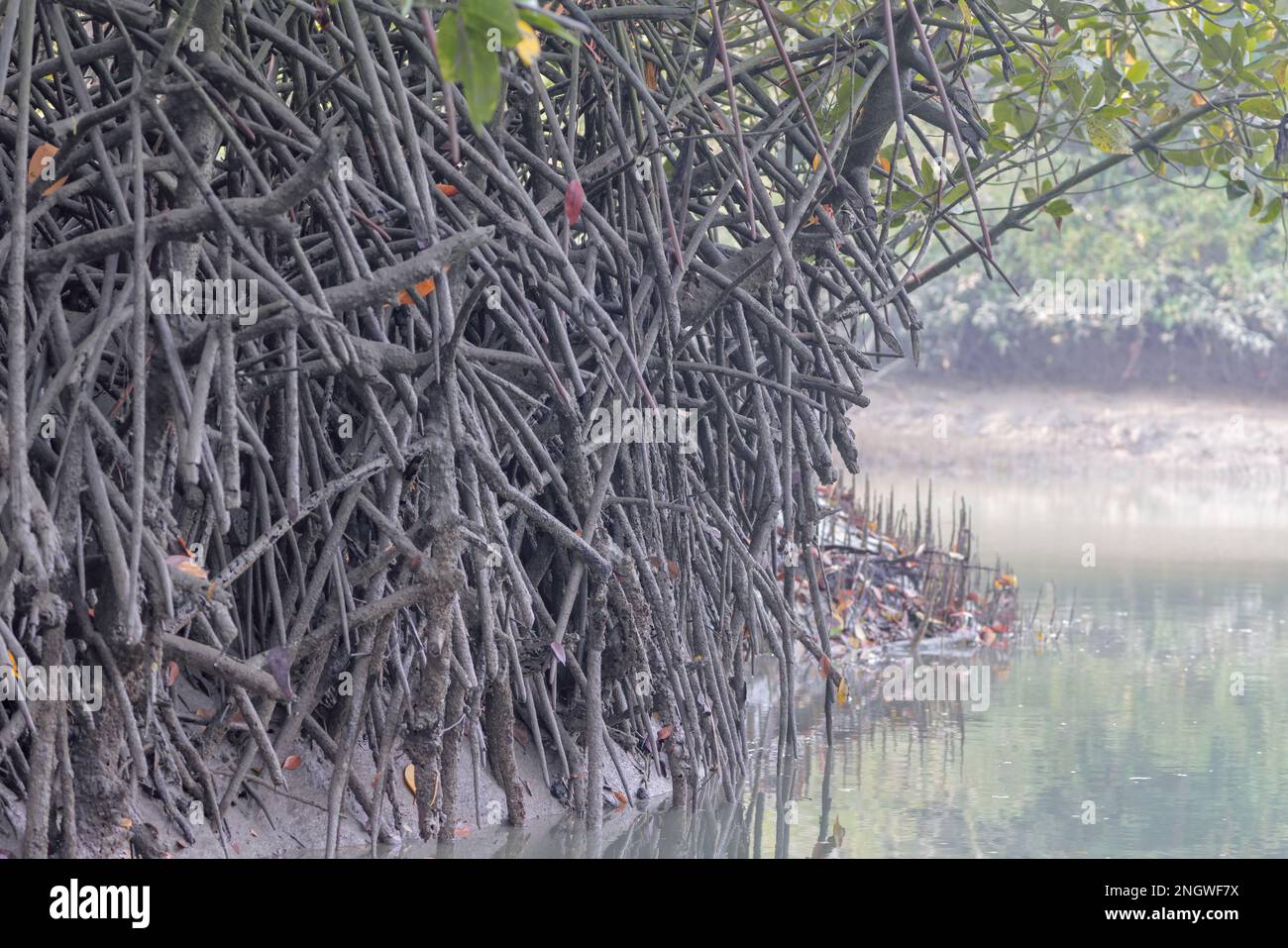 Mangrove Tree Roots. this photo was taken from Sundarbans National Park ...