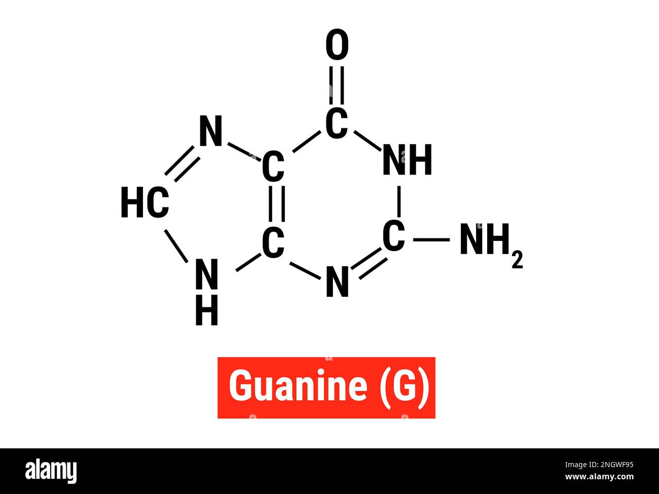 Chemical structure of Guanine (G Stock Vector Image & Art - Alamy