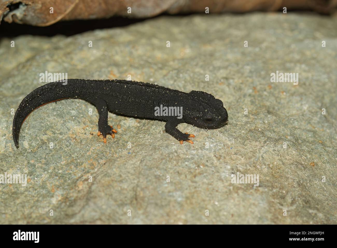 Natural closeup on an juvenile of the rare and endangered Wenxian ...
