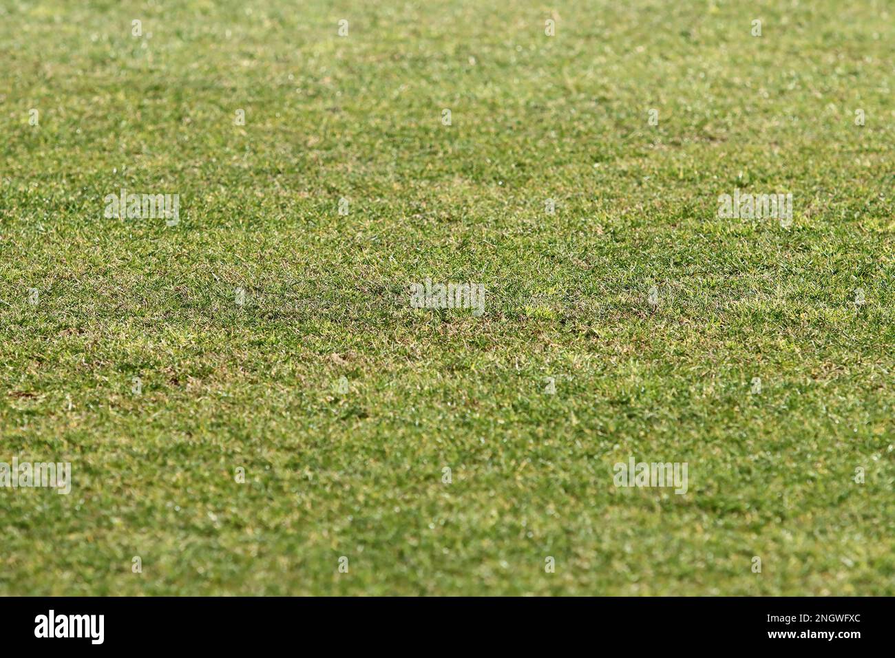 Real green grass texture images. Background, wallpaper. High quality ...