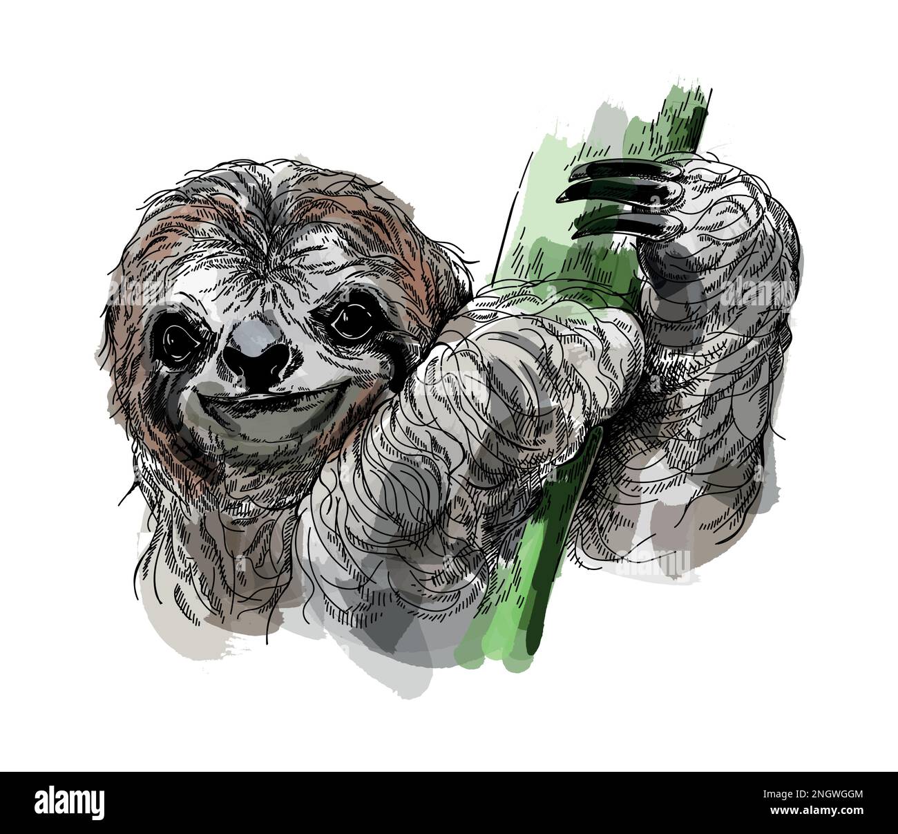 Hand drawn sketch style Sloth isolated on the white background. Vector ... Hand drawn sketch style Sloth isolated on the white background. Vector ...