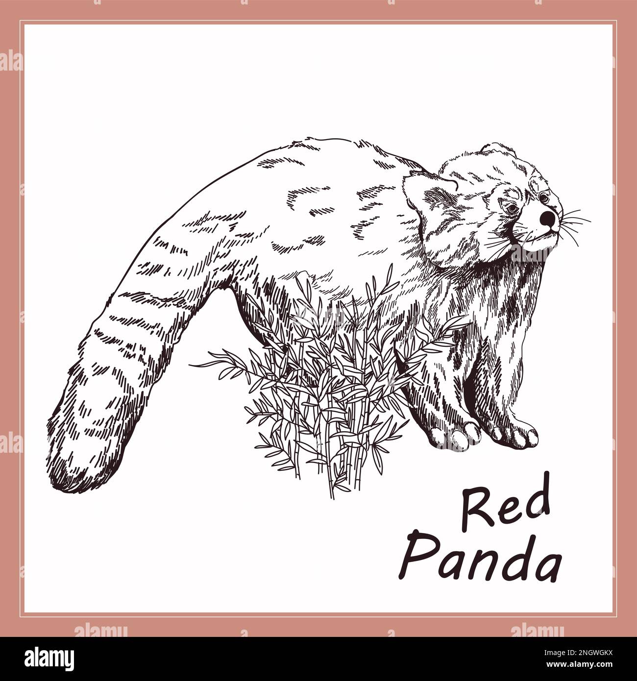 Hand drawn sketch style Red Panda isolated on the white background ...