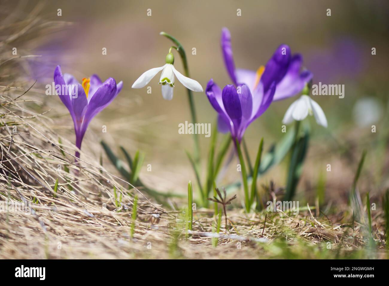 First of the spring flowering snowdrop hi-res stock photography and ...