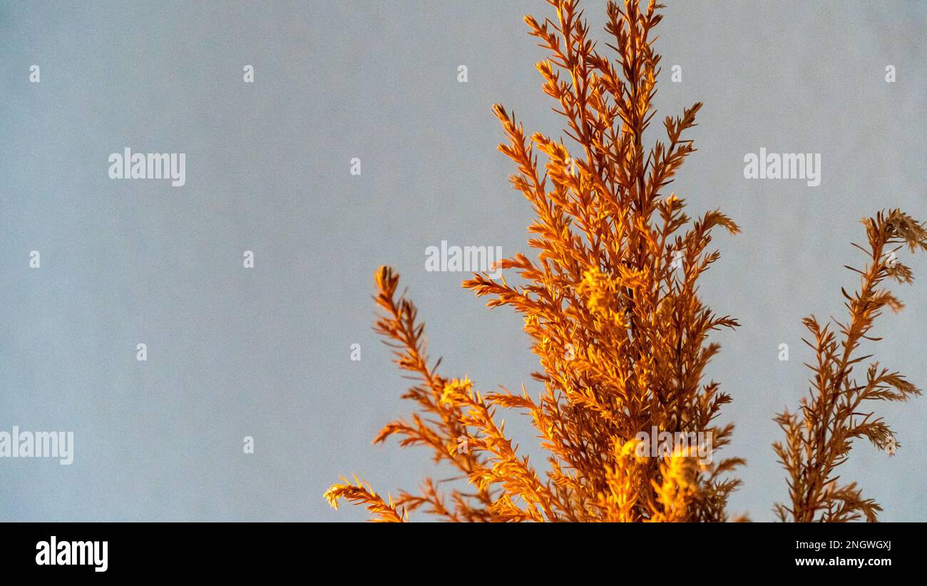 a desktop wallpaper image of a burnt orange plant against a grey ...