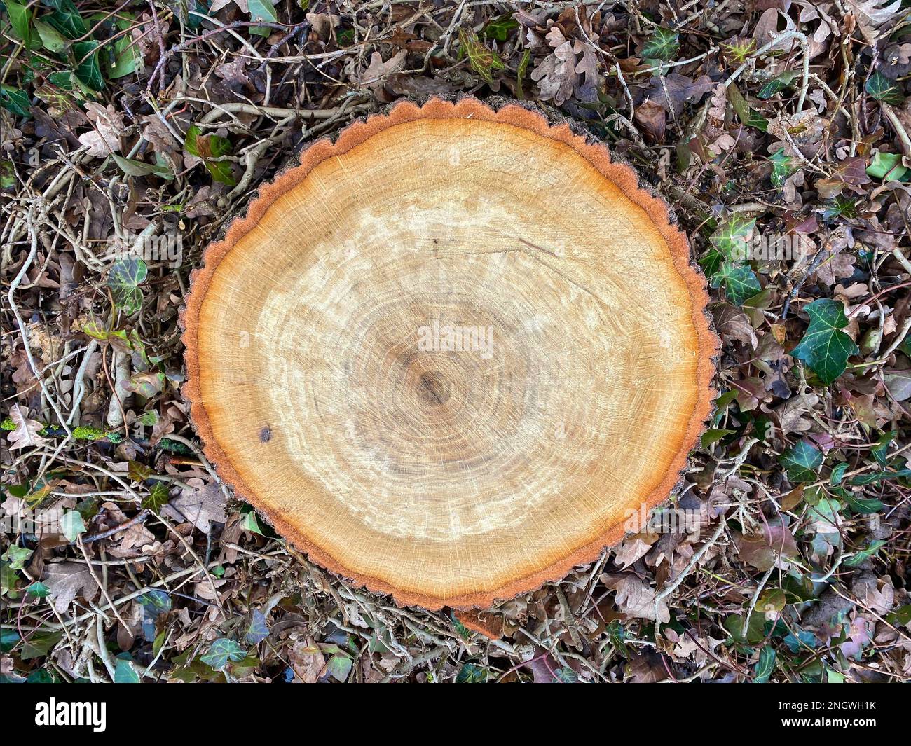Tree stump with annual rings, the old tree was felled Stock Photo - Alamy