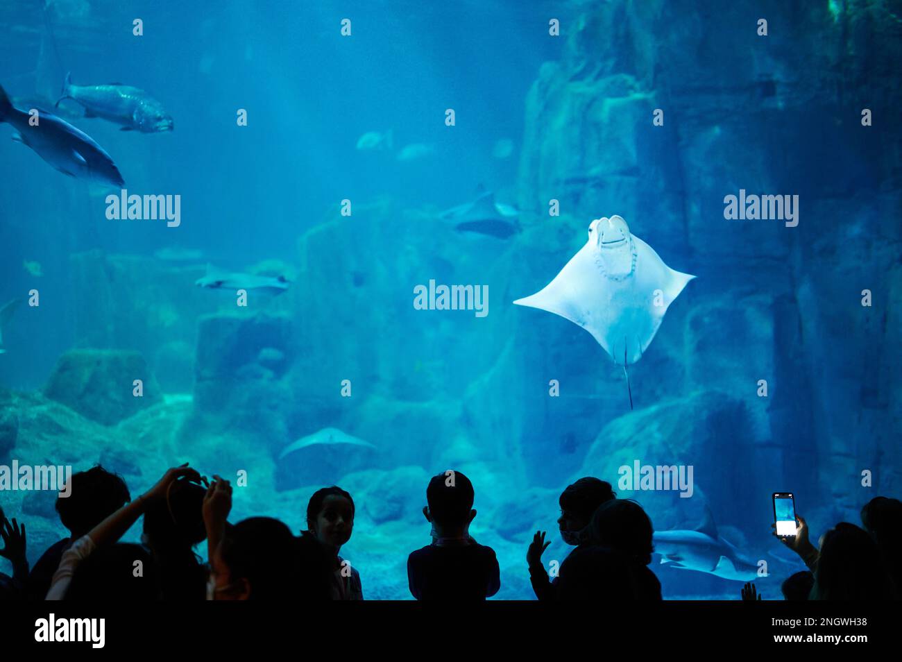 People watch fishes in underwater zoo. Watching big aquarium Stock ...