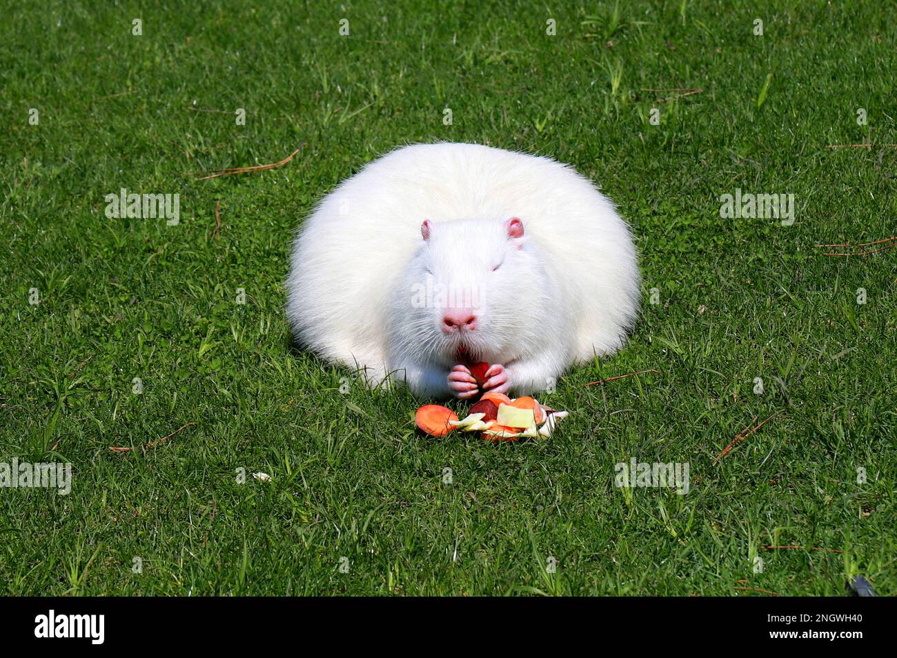 Large water rat, muskrat with long fur sits in park. White nutria otter ...